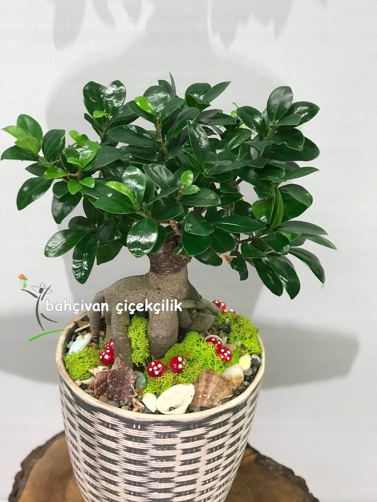 Bonsai Bitkisi çiçekçi, Bonsai Bitkisi çiçek gönder