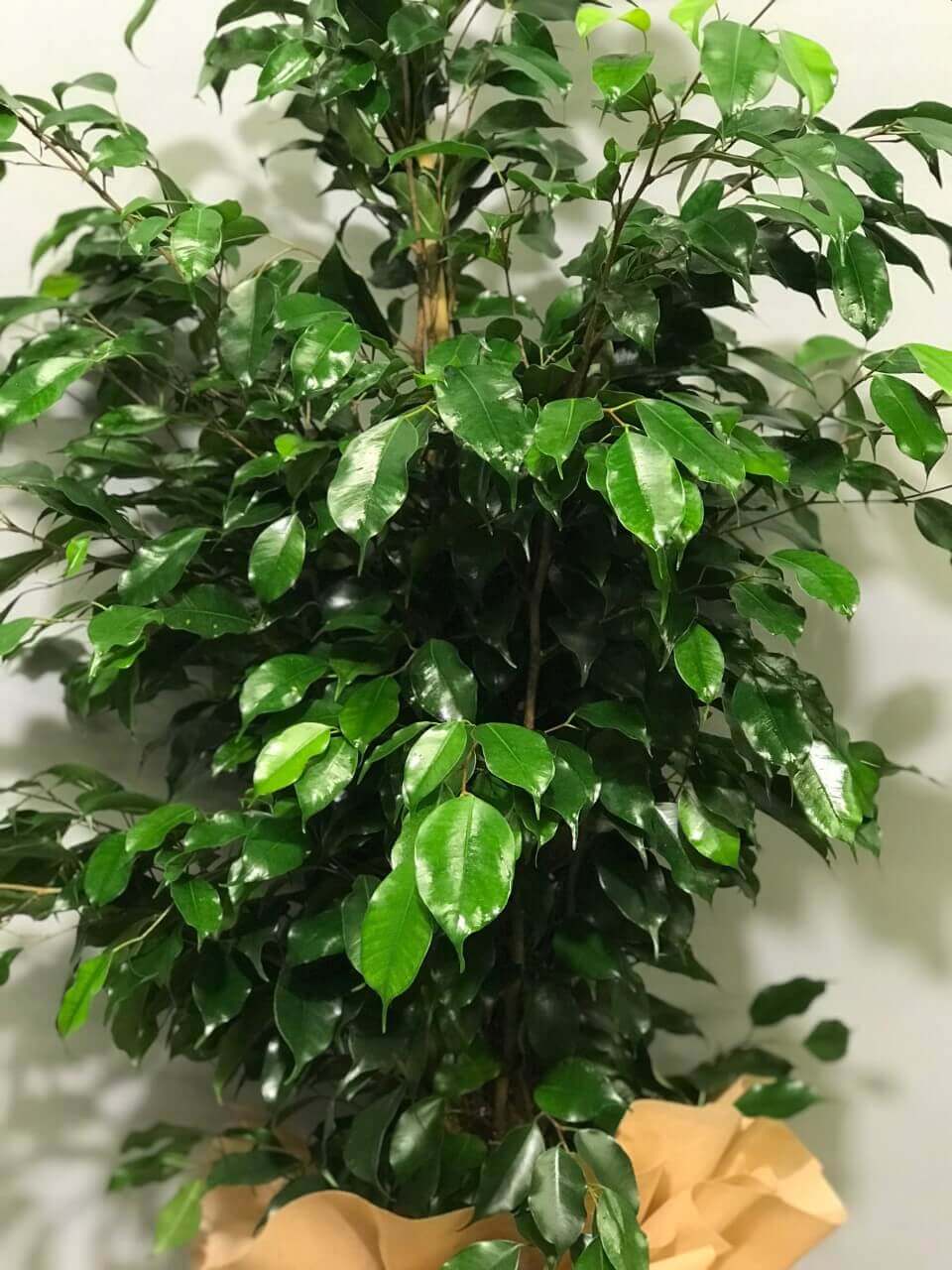 Benjamin Bitkisi çiçekçi, Benjamin Bitkisi çiçek gönder